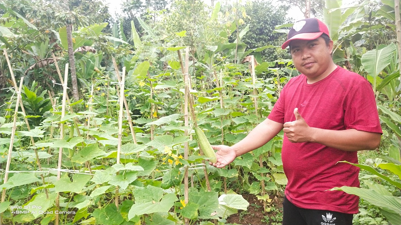 Budidaya Mentimun Petani Binaan LAZ Al Azhar Petik Hasil yang Melimpah