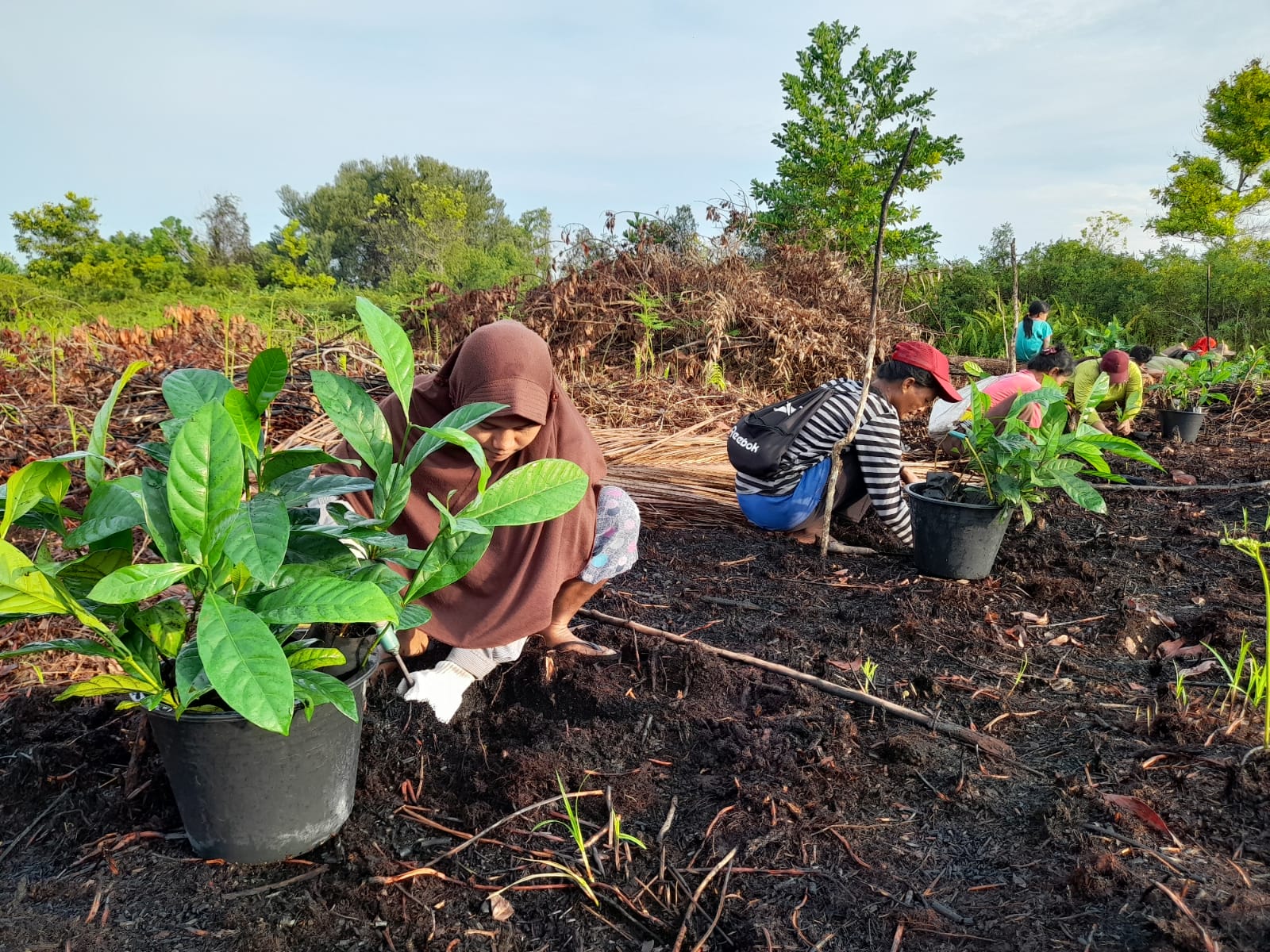 Maksimalkan Potensi Kopi, KSM Bandaraya Gemilang Tanam 800 Bibit Kopi ...