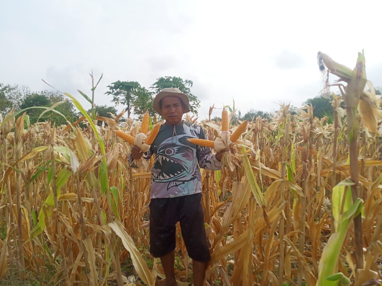 Manfaatkan Peluang, Supali Optimalkan Lahan Pertanian Jadi Lebih Produktif