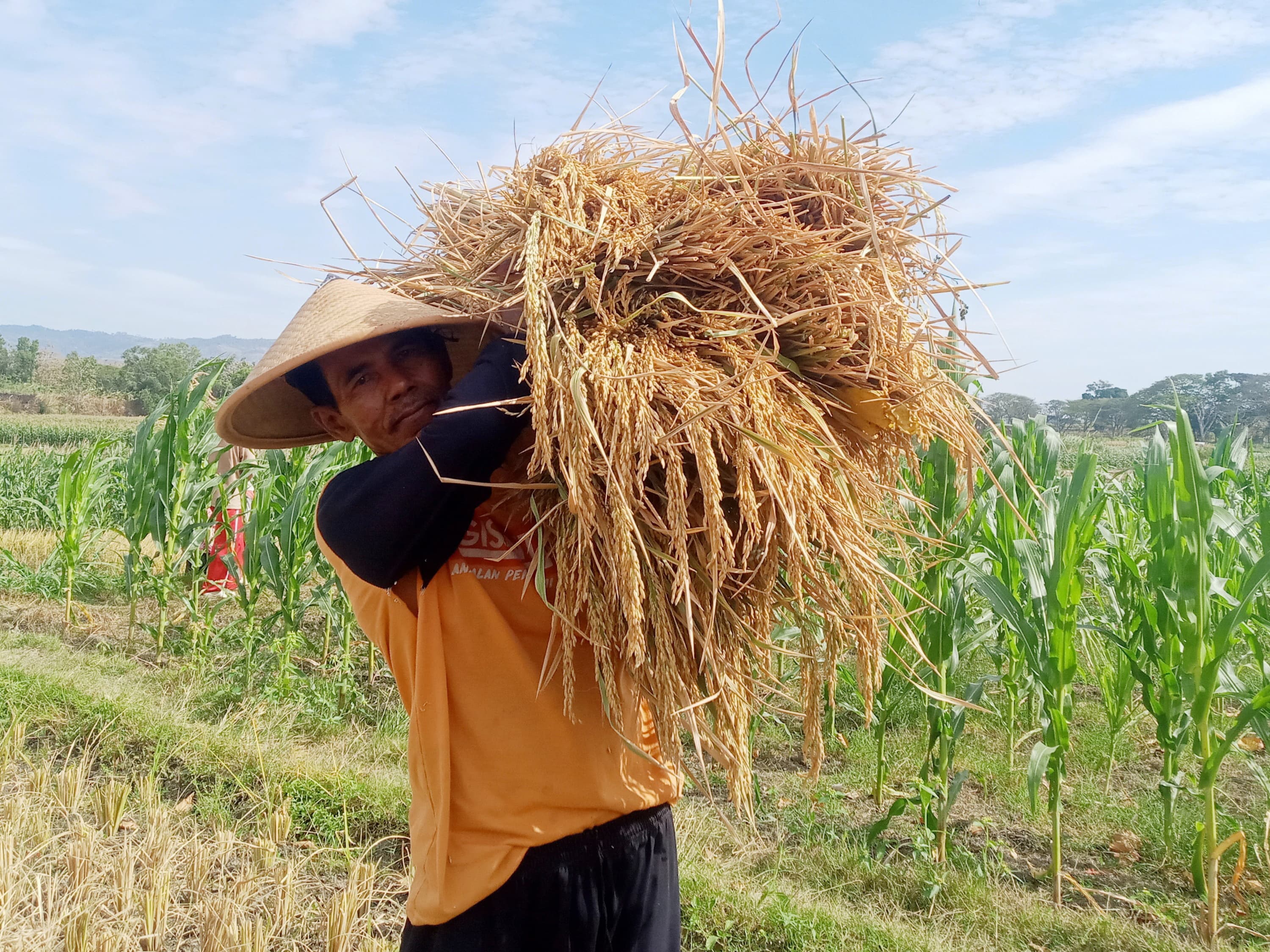 September Ceria, Petani Eromoko Bahagia Bisa Panen Raya di Tengah ...